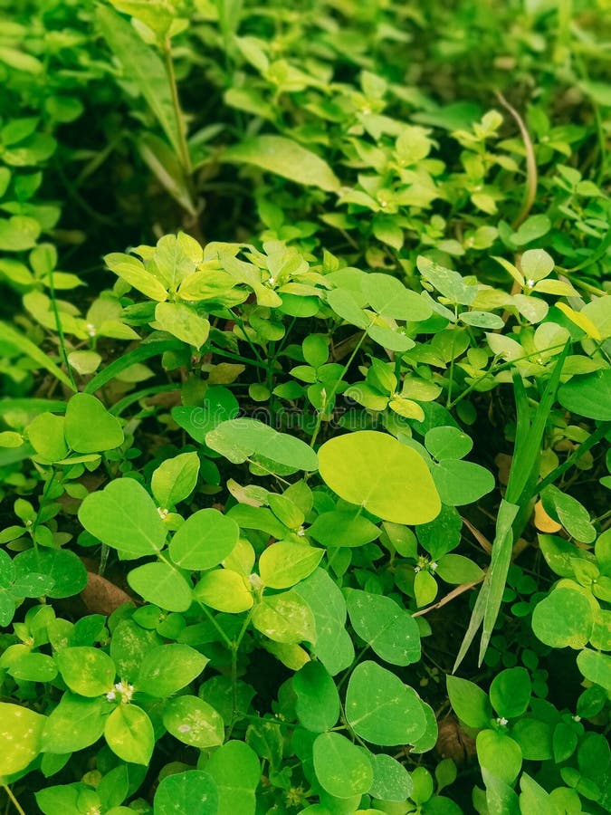 Grona Triflora, Grass, Green, Nature, Beautiful Stock Image - Image of ...