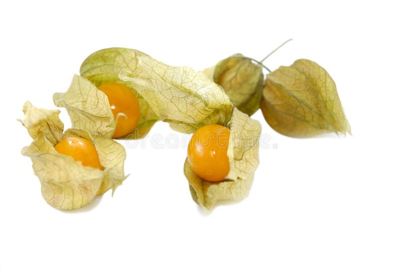 Groundcherry stock afbeelding. Image of nuttig, kers, vrucht - 3629607