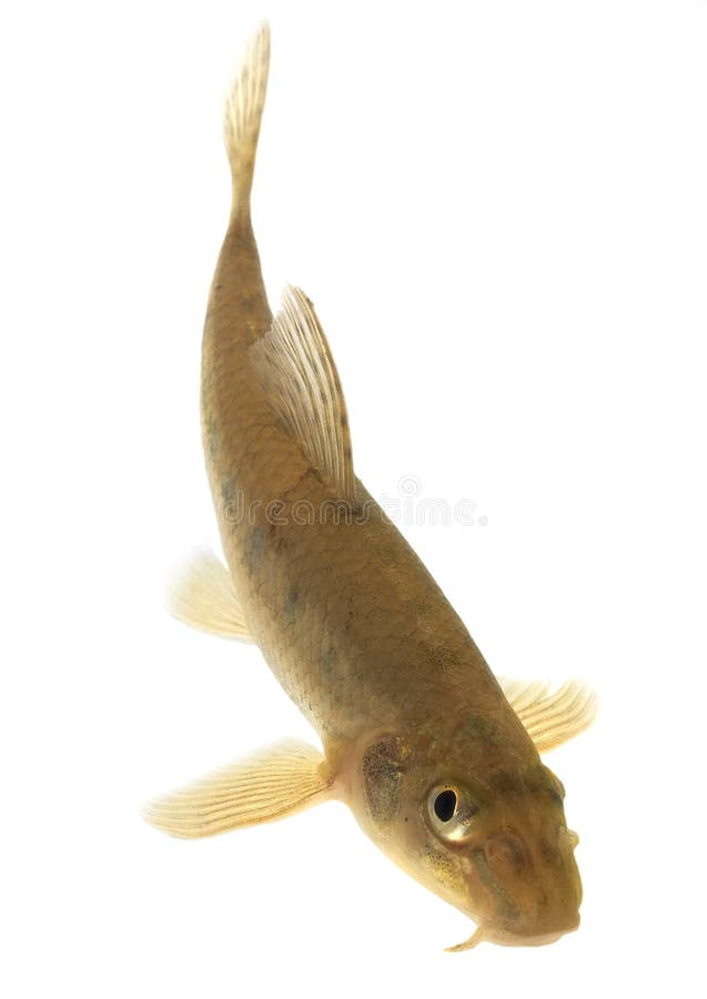 Grondel (geïsoleerdeR Vissen) - Stock Foto - Image of meer, valstrik ...