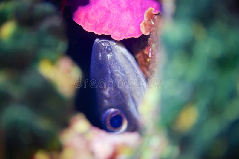 Underwater Del Grongo Nascosto In Un Foro Immagine Stock - Immagine di ...