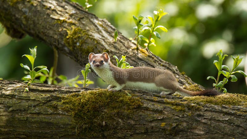 Gronostaj obraz stock. Obraz złożonej z łasica, drapieżnik - 24122071