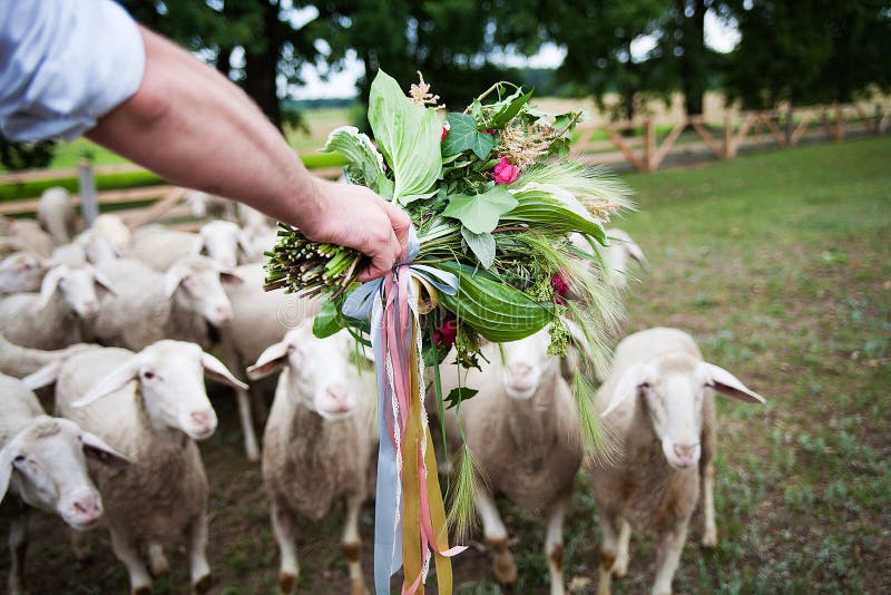 Bride Sheep Groom Sheep Stock Photos - Free & Royalty-Free Stock Photos ...