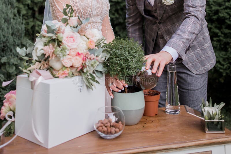 The Groom and Bride Plant a Tree at the Ceremony Stock Image - Image of ...