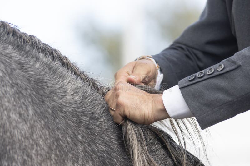 Groom Making a Horse Running Braid Stock Photo - Image of detail ...