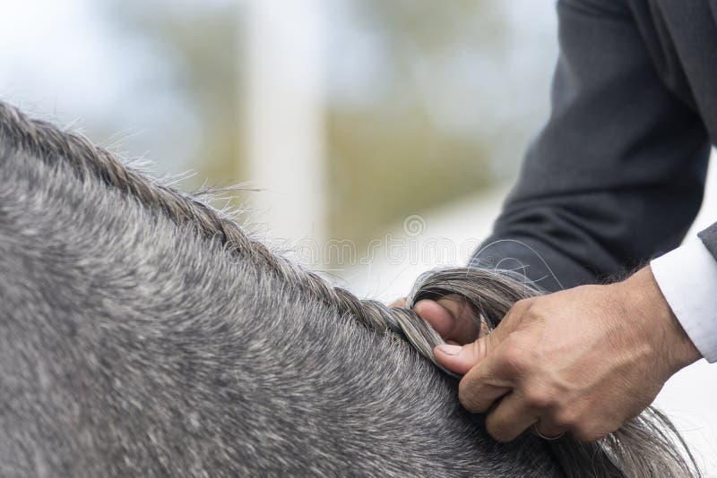 Groom Making a Horse Running Braid Stock Photo - Image of horse ...