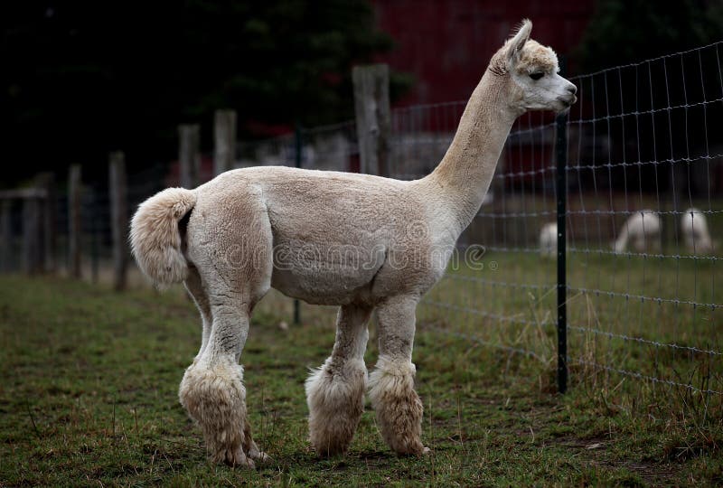 Groomed alpaca stock image. Image of domestic, feeding - 16390299