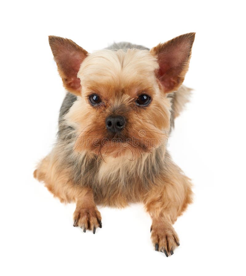 Groomed yorkie on white stock photo. Image of animal - 177865270