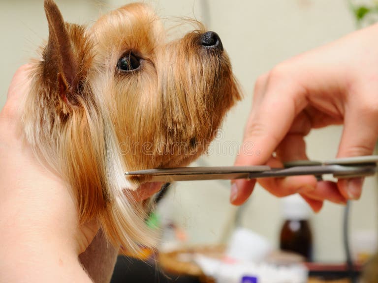 Grooming stock image. Image of creative, animal, canine - 15630115