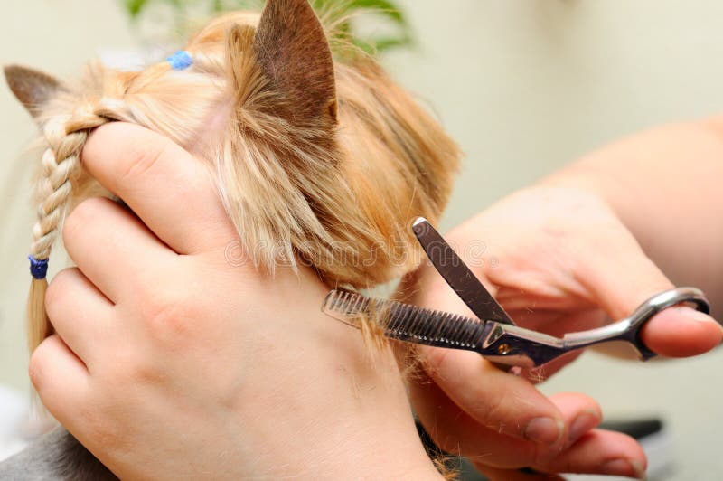 Grooming stock photo. Image of hairstyle, professional - 15630234