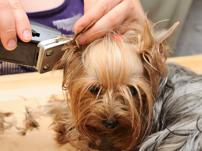 Grooming stock photo. Image of hairstyle, professional - 15630234