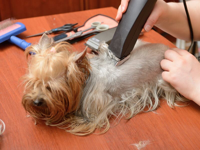 Grooming and Haircut Dog Fur by Human with Clipper Stock Photo - Image ...