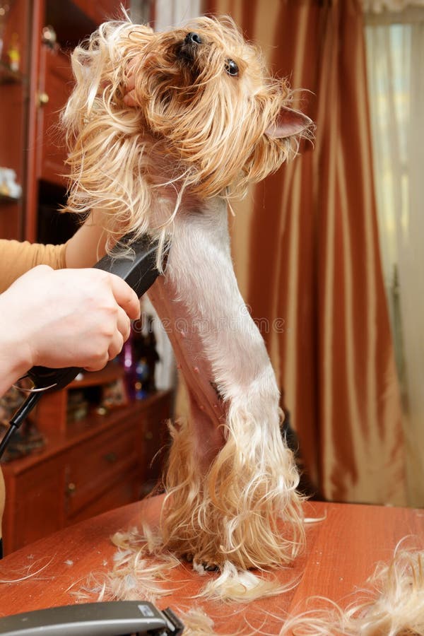 Grooming stock image. Image of female, small, adorable - 34220917