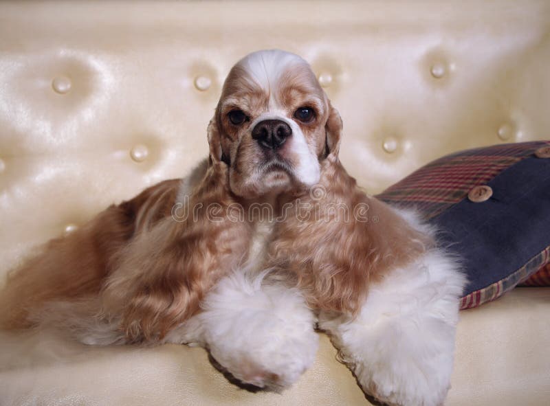 Grooming American Cocker Spaniel Stock Image - Image of cocker ...