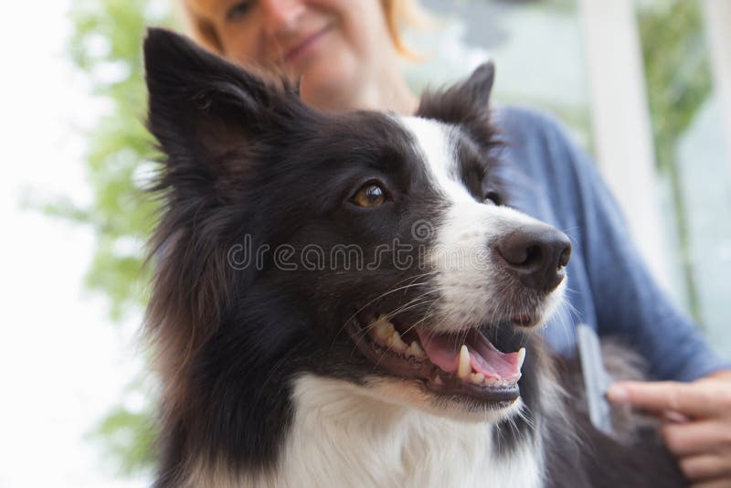 Grooming of Border Collie stock image. Image of portrait - 44248703