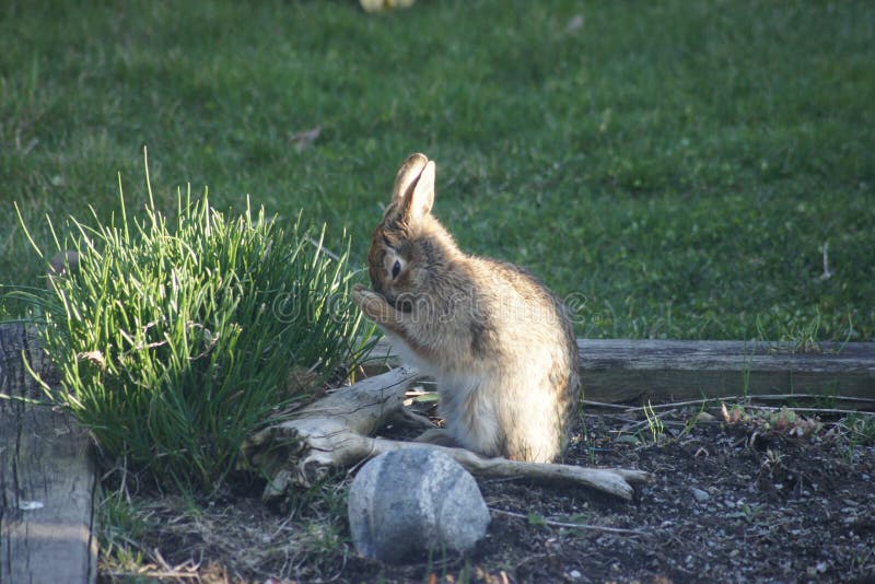 Grooming Rabbit stock image. Image of length, washing - 31842191