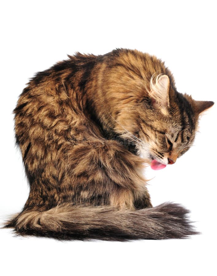 Cat grooming its paw stock photo. Image of licking, engrossed - 28087816