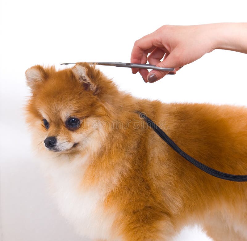 Jack Russell Terrier Getting His Hair Cut Stock Photo - Image of ...