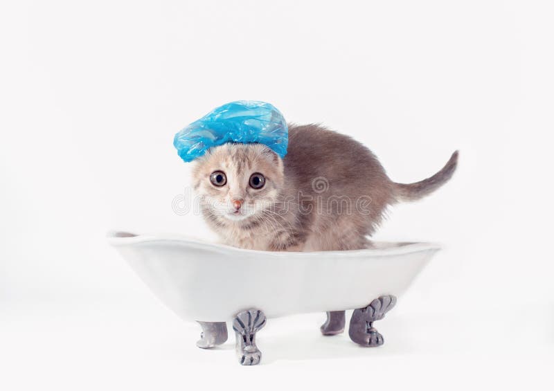 Cat Shower Cap Stock Photos - Free & Royalty-Free Stock Photos from ...