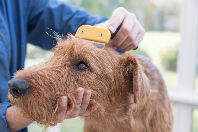 Are Irish Terriers Easy To Groom