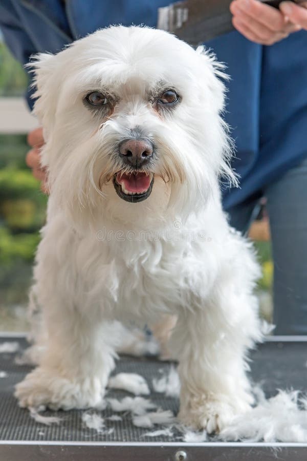 Grooming the Head of White Dog. Vertically. Stock Photo - Image of care ...