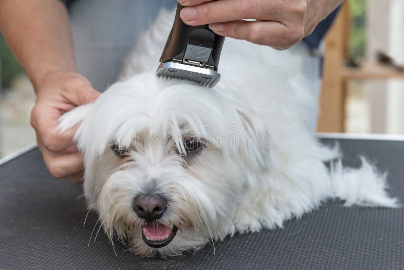 Grooming the Head of White Maltese Dog Stock Image - Image of table ...