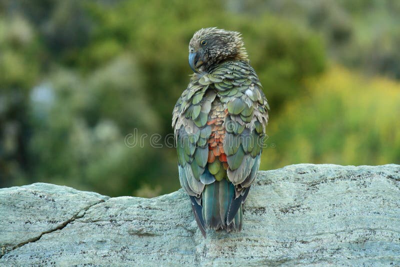 Grooming kea stock photo. Image of native, alpine, wings - 48435038