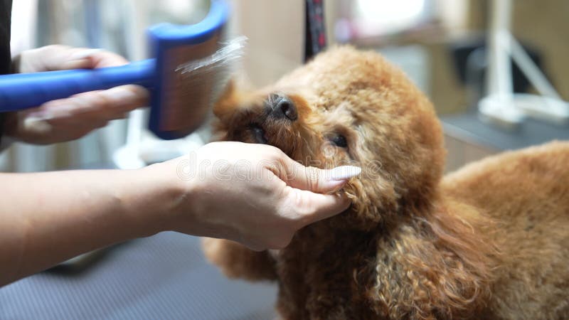 Grooming a Poodle: Bathing, Brushing, and Styling Techniques at the ...
