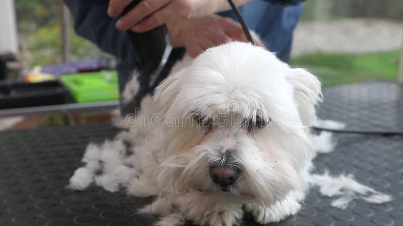 Grooming the Ridge of Adorable White Dog Stock Video - Video of ...