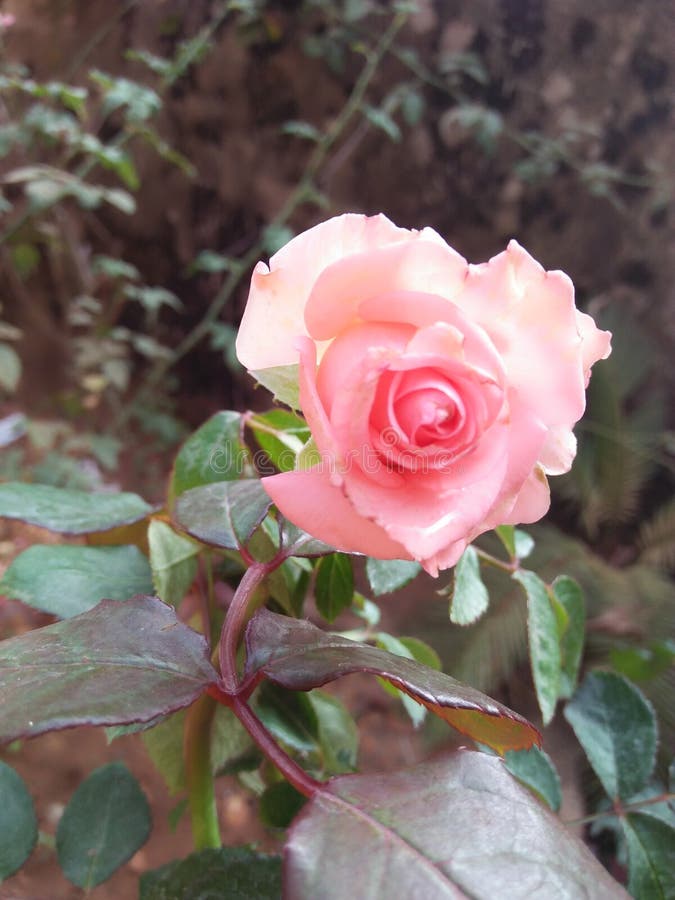 Grooming rose stock image. Image of orange, flora, plant - 87682571