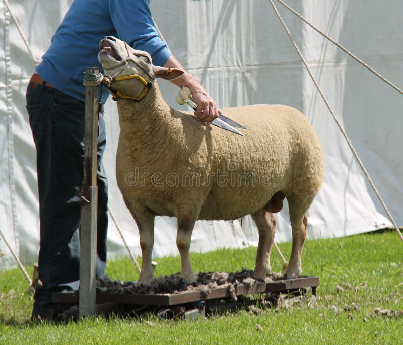 Grooming a Sheep. stock photo. Image of woollen, scissors - 76293246