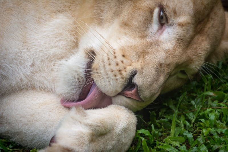 Lion Grooming stock image. Image of clean, feline, mane - 13797047