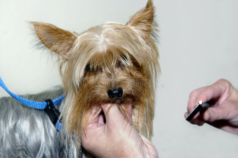 Grooming a Yorkie stock photo. Image of holding, hands - 6059358