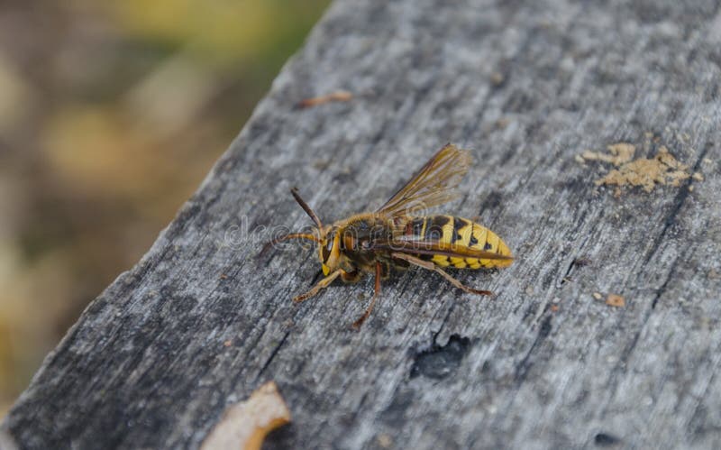 Groot Bijen Helder Insect Met Een Steek Stock Foto - Image of blad ...