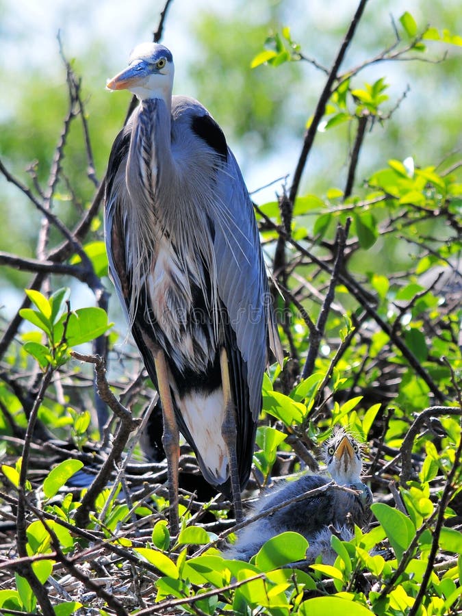 Groot Blauw Reiger & Kuiken in Nest Stock Afbeelding - Image of baby ...