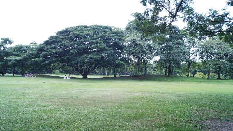 Groot boom en gras in tuin stock afbeelding. Image of groen - 51428015