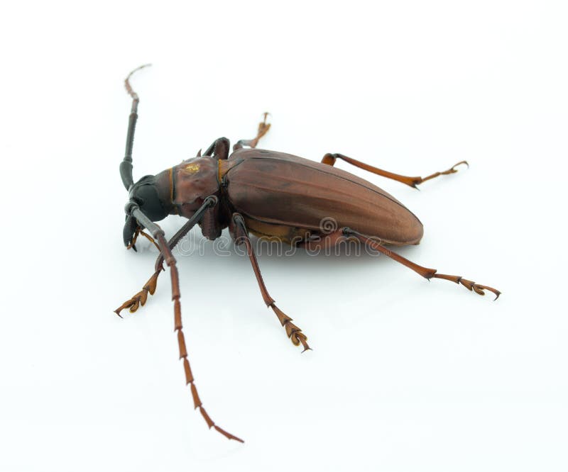 Groot bruin insect stock afbeelding. Image of kleur - 125649695