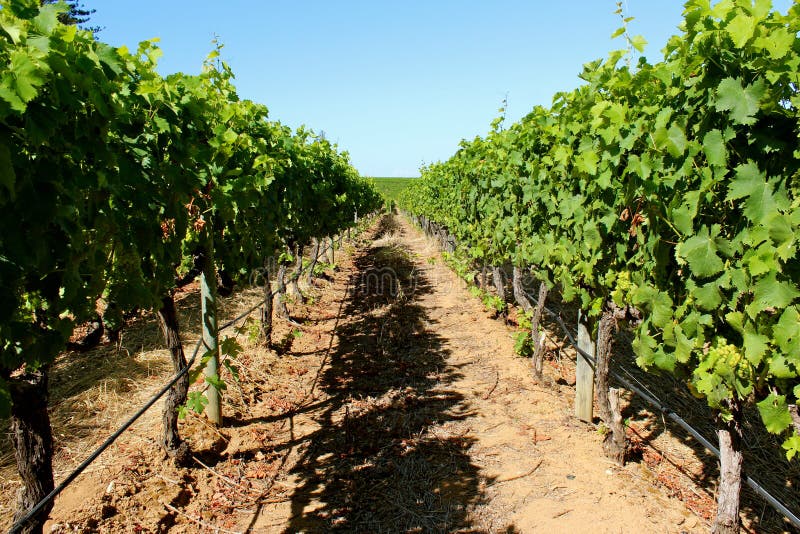 Groot Constantia Wine Estate Stock Photo - Image of mountain, drink ...
