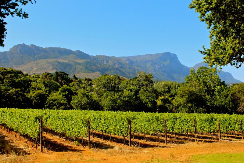 Groot Constantia Wine Estate Stock Image - Image of south, bougainville ...