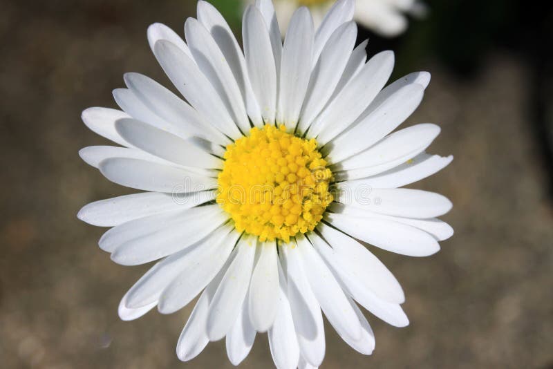Groot Detail Van De Margriet Stock Foto - Image of flora, blad: 38840408