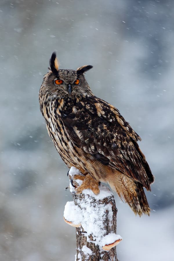Groot Europees-Aziatisch Eagle Owl, Vogelzitting Op De Stomp in Donker ...