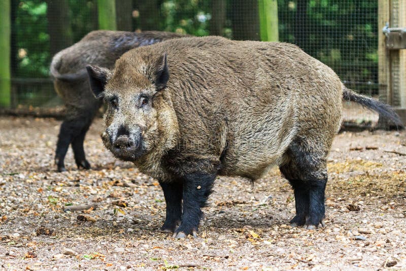 Groot everzwijn stock foto. Image of beer, europa, milieu - 40339006