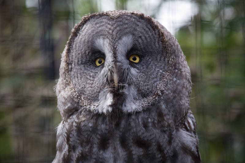 Groot Gray Owl stock foto. Image of hoofd, globaal, bruin - 123875812