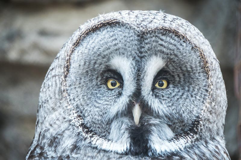 Grote Grijze Uil of De Uil Van Lapland Lat. Nebulosa Van Strix in Een ...