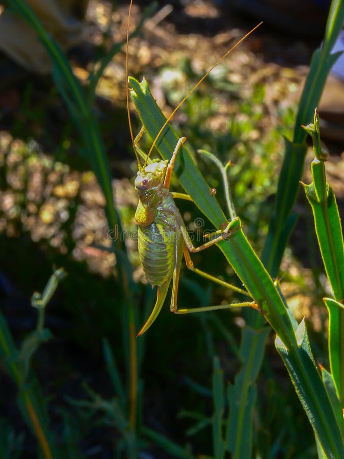 Groot groen insect stock foto. Afbeelding bestaande uit dier - 42593518