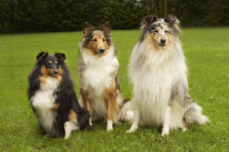 Groot, Groter, Grootst Van Kleine Shelties Stock Foto - Image of gras, huisdier: 1255754