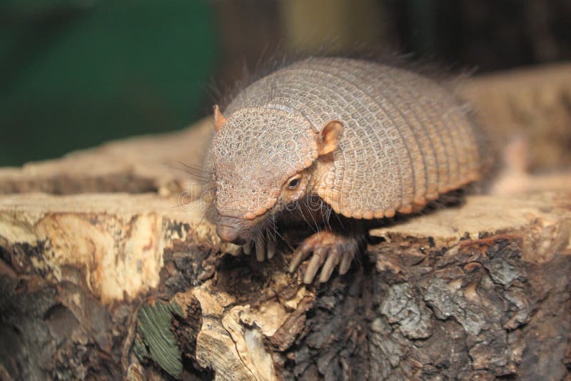 Groot harig gordeldier stock foto. Image of dier, nave - 42501608