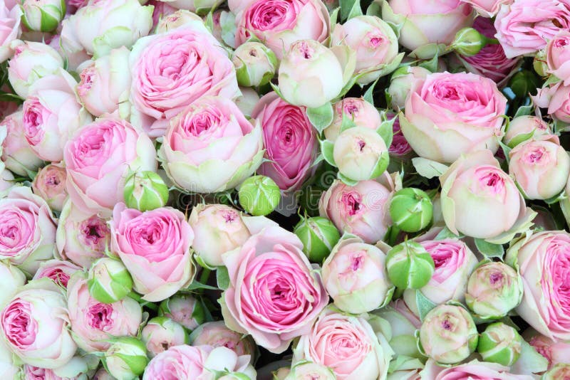 Groot Helder Boeket Van Vers Gesneden Grote Rozen. Stock Foto - Image ...