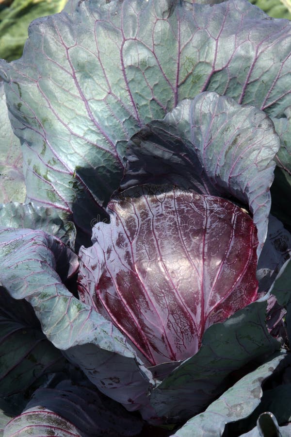 Groot hoofd van rode kool stock foto. Image of oogst - 49132822