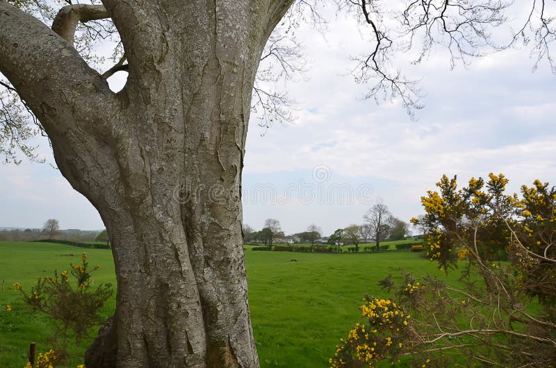 Groot Oud Boom En Weideaardlandschap Stock Afbeelding - Image of ...