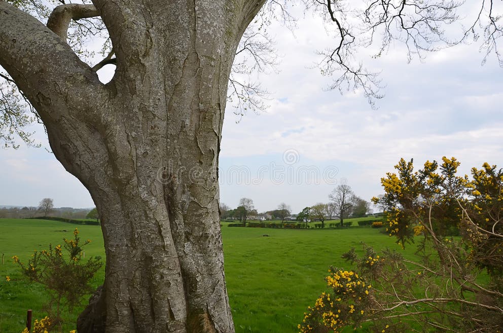 Groot Oud Boom En Weideaardlandschap Stock Afbeelding - Image of ...